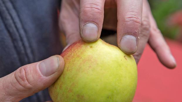 Äpfel richtig lagern - Garten @ diybook.de